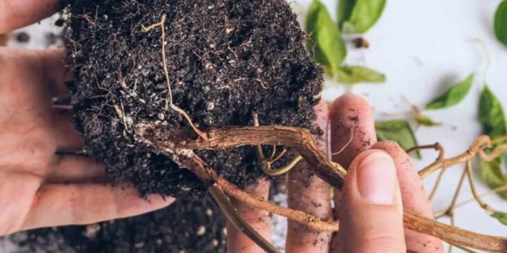 How to treat root rot on Aglaonema: Tips and Tricks | Botan