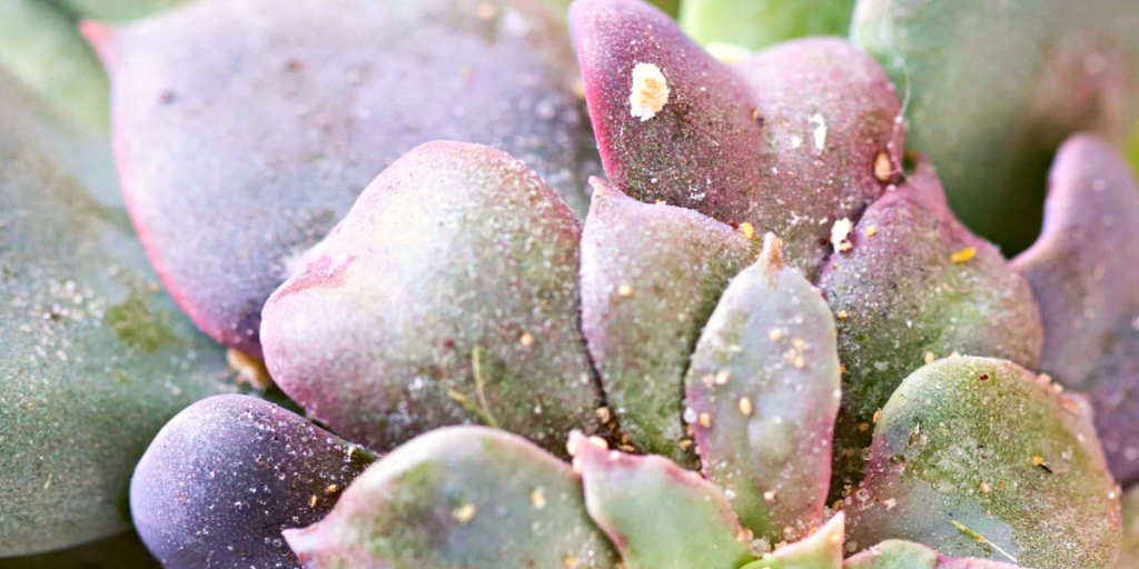 How to deal with powdery mildew: Tips and Tricks | Botan