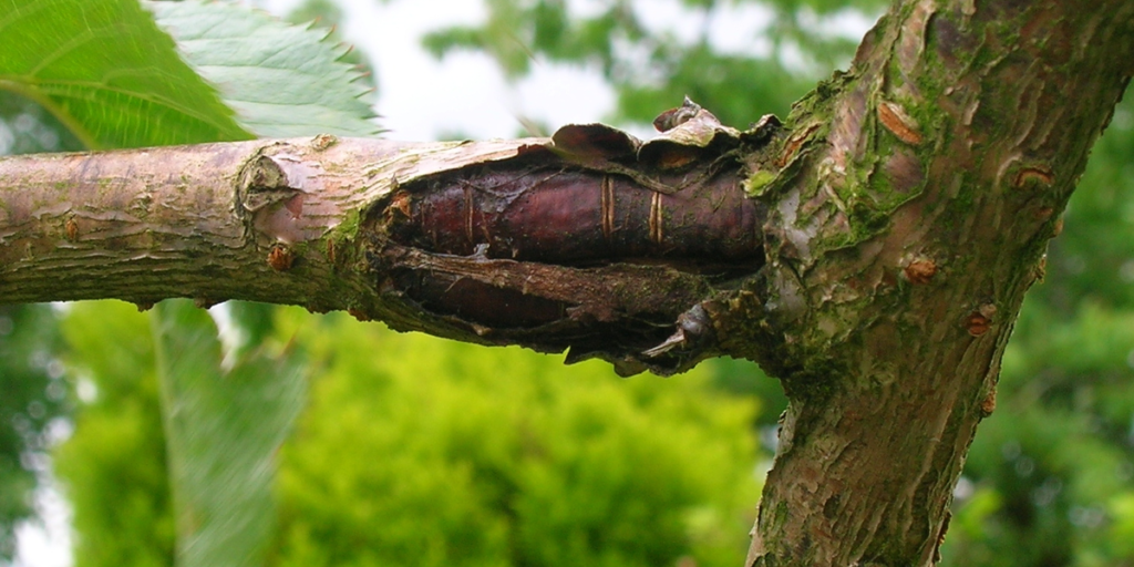 Title: How to deal with canker plant disease: Tips and Tricks | Botan