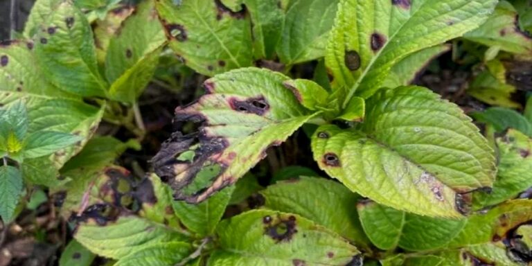 How to treat black spots on hydrangea leaves: Tips and Tricks | Botan