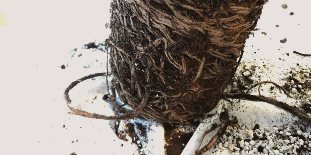 How to treat root rot on Aglaonema: Tips and Tricks | Botan