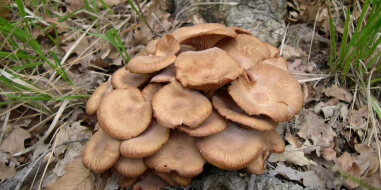 How to deal with root rot: tips and tricks | Botan