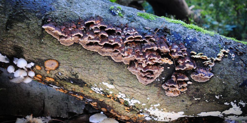 Title: How to deal with canker plant disease: Tips and Tricks | Botan