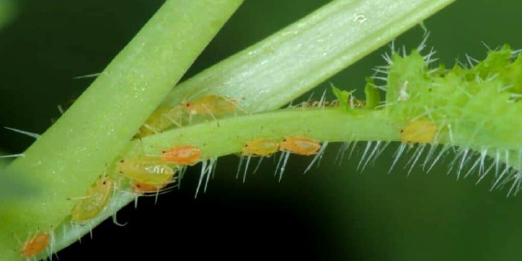 How to treat black spots on basil: Detailed Guide | Botan