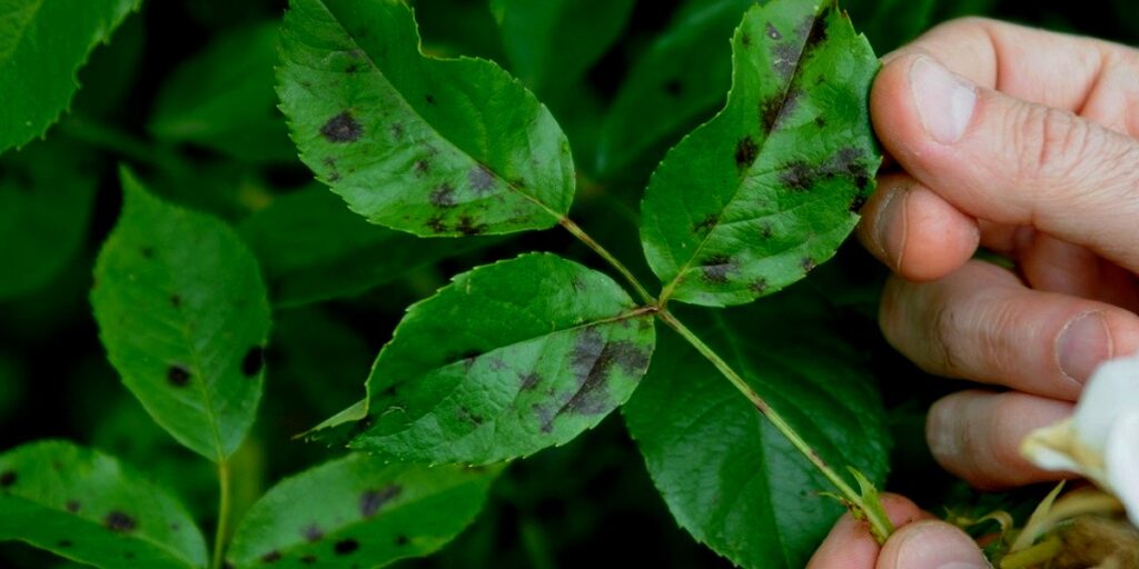 How to treat black spots on rose leaves: Tips and Tricks | Botan