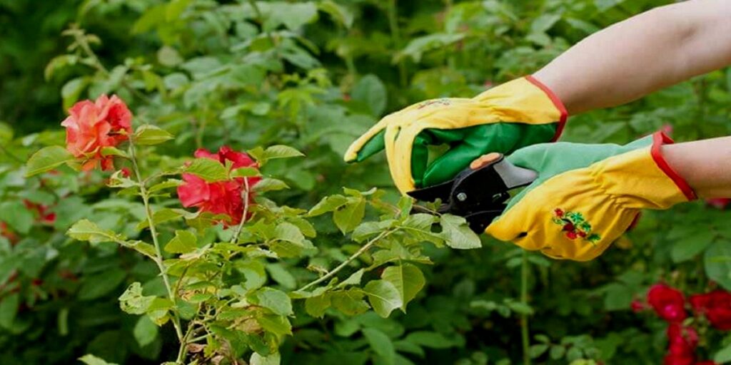 How to treat black spots on rose leaves: Tips and Tricks | Botan