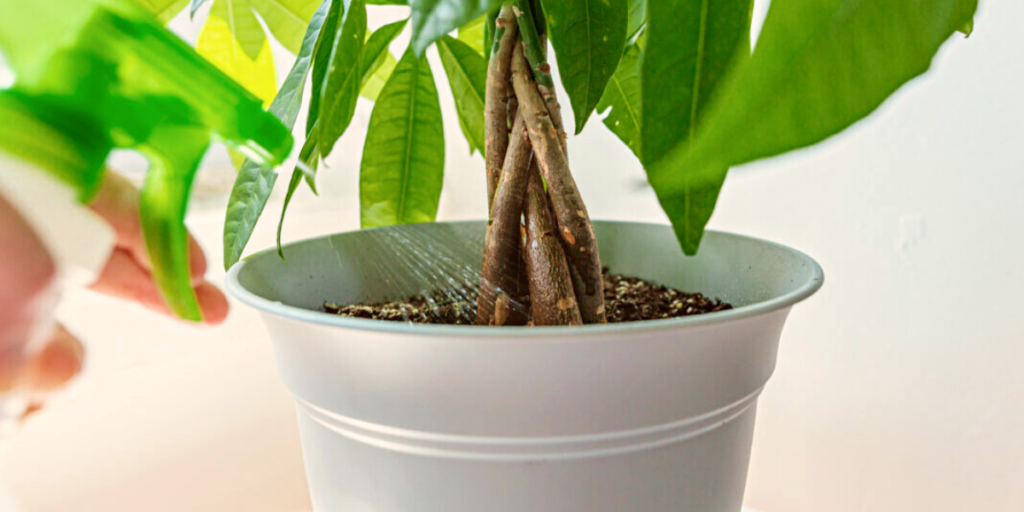 How to treat root rot on money tree: Tips and Tricks | Botan
